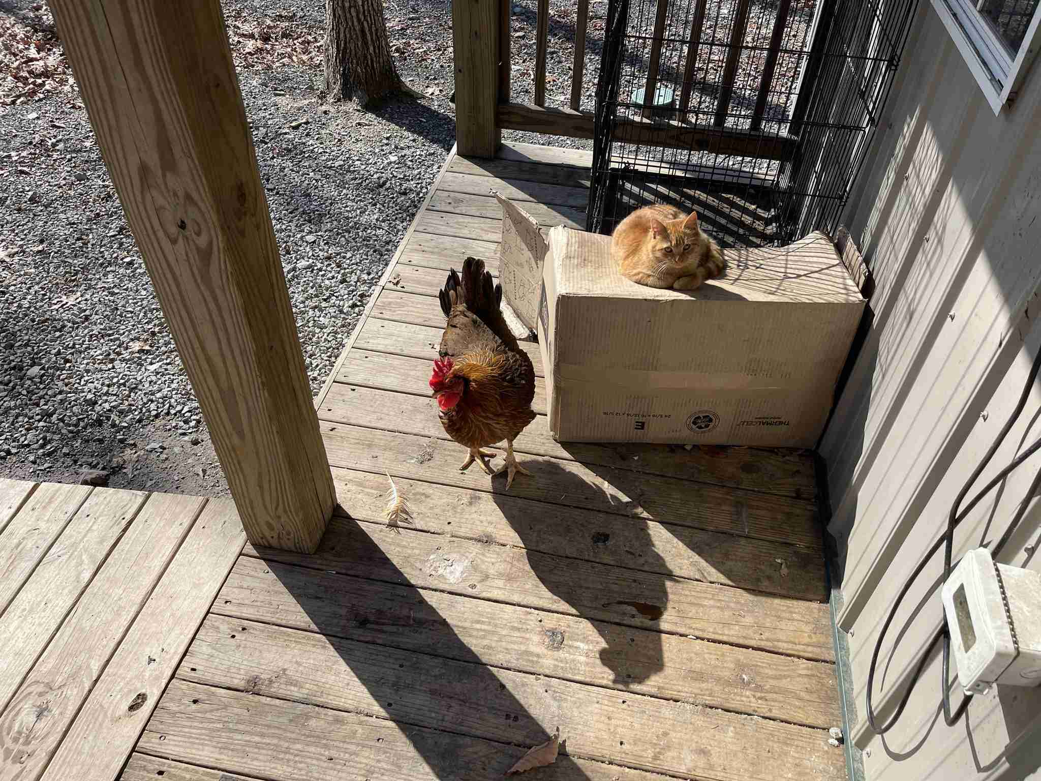 What Are the Must-Have Items for Backyard Chicken Owners ...