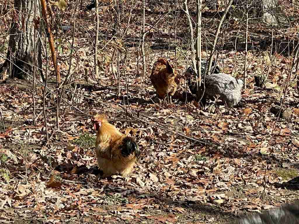 What Is the Mystery Behind Cochins International? - BackyardChickenNews