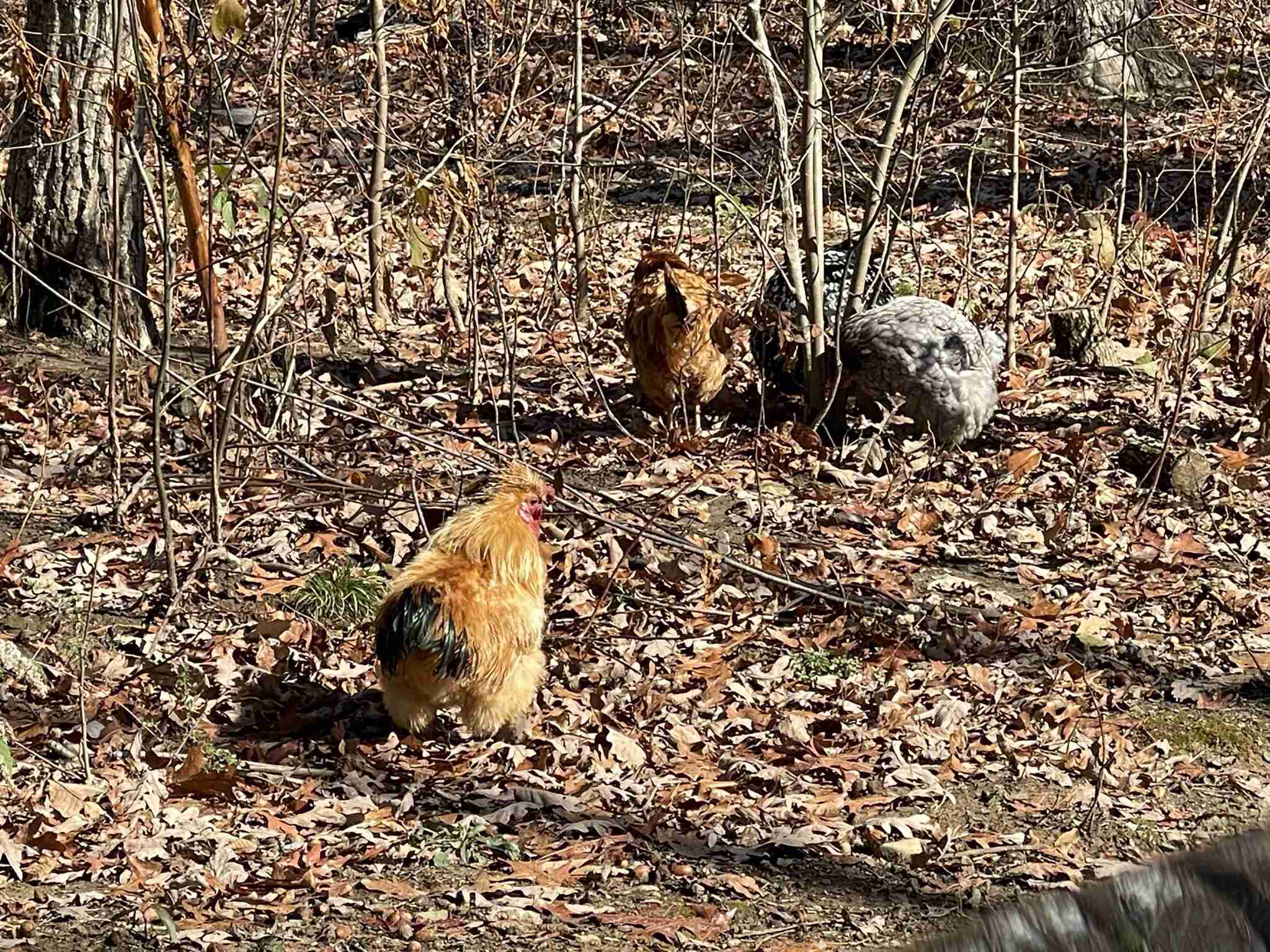 What Are the Effects Of Cecal Worms on Chickens? - BackyardChickenNews