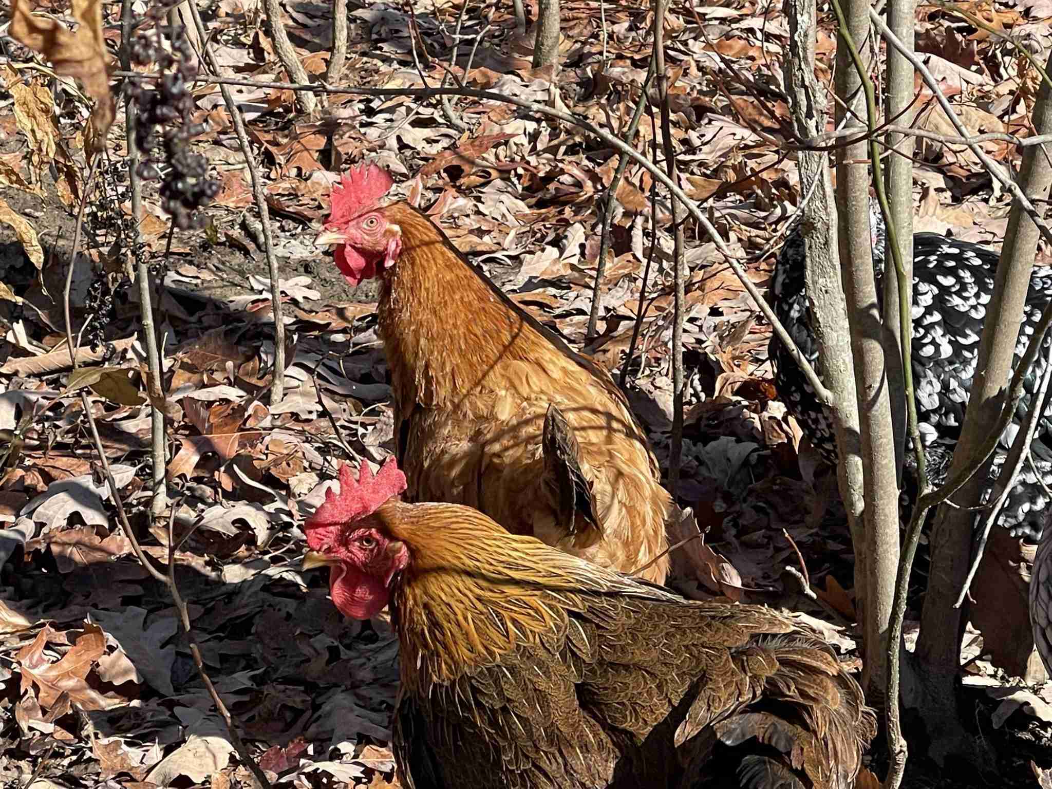 Can You Master the Backyard Chickens Board Game? - BackyardChickenNews