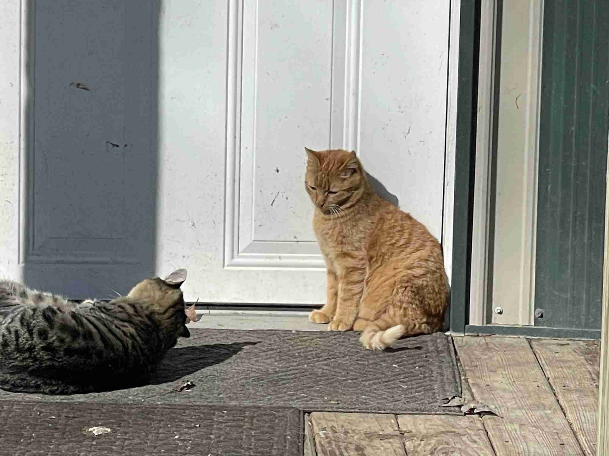 Can Backyard Chickens Thrive In Urbana, Illinois? - BackyardChickenNews