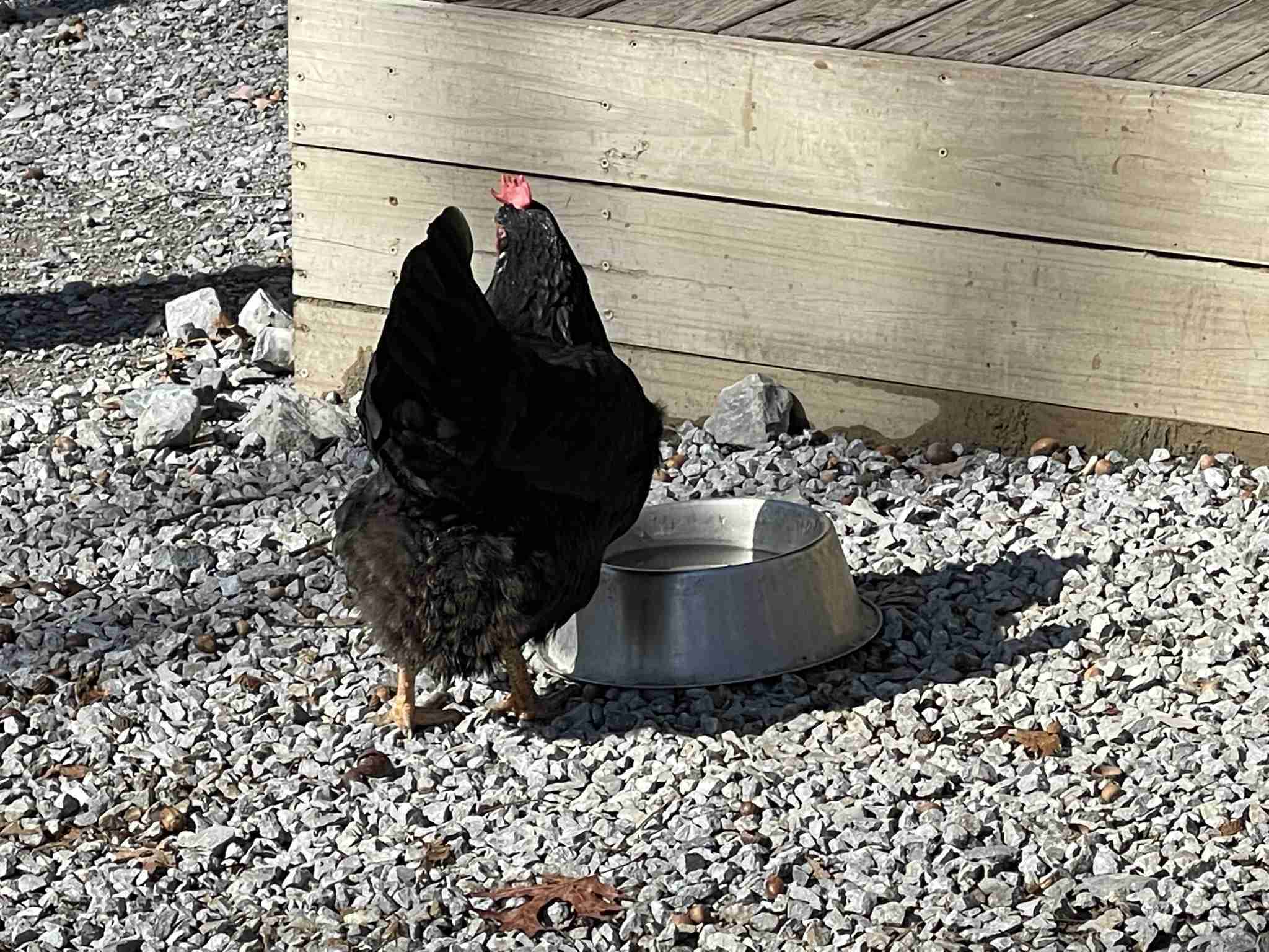 Ready to Raise Backyard Chickens? - BackyardChickenNews