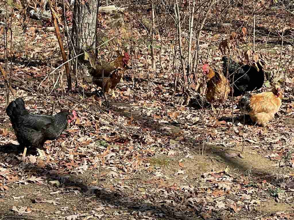 Can You Keep Chickens and Goats Together? - BackyardChickenNews
