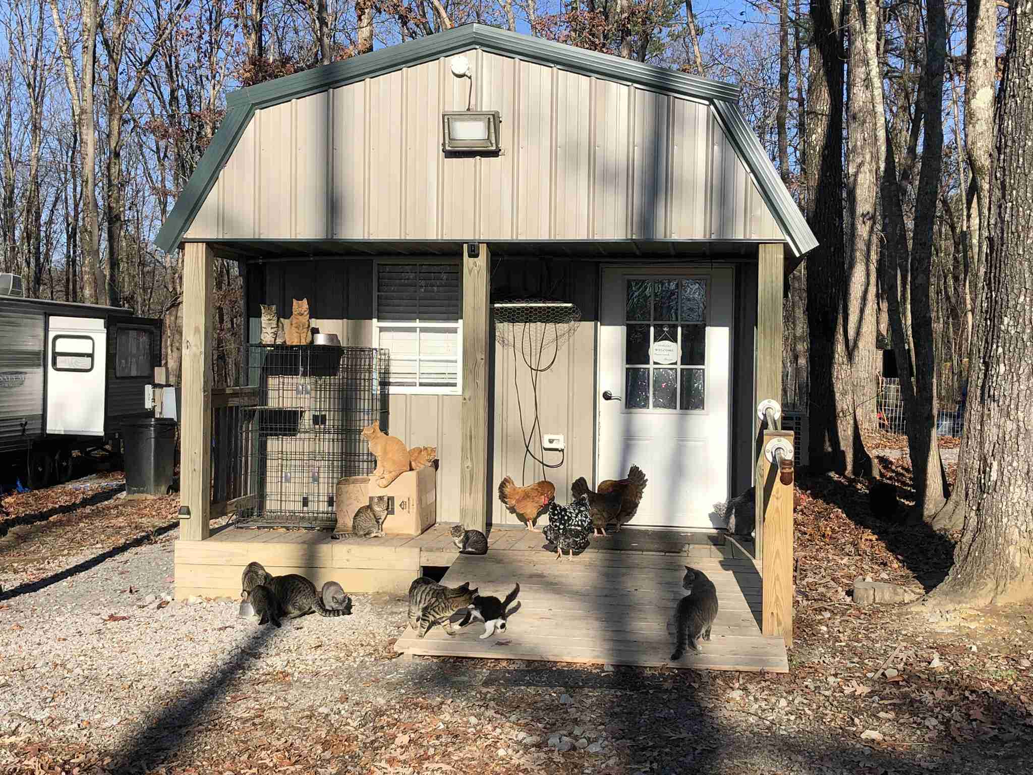 Can I Keep Chickens In Massachusetts? - BackyardChickenNews