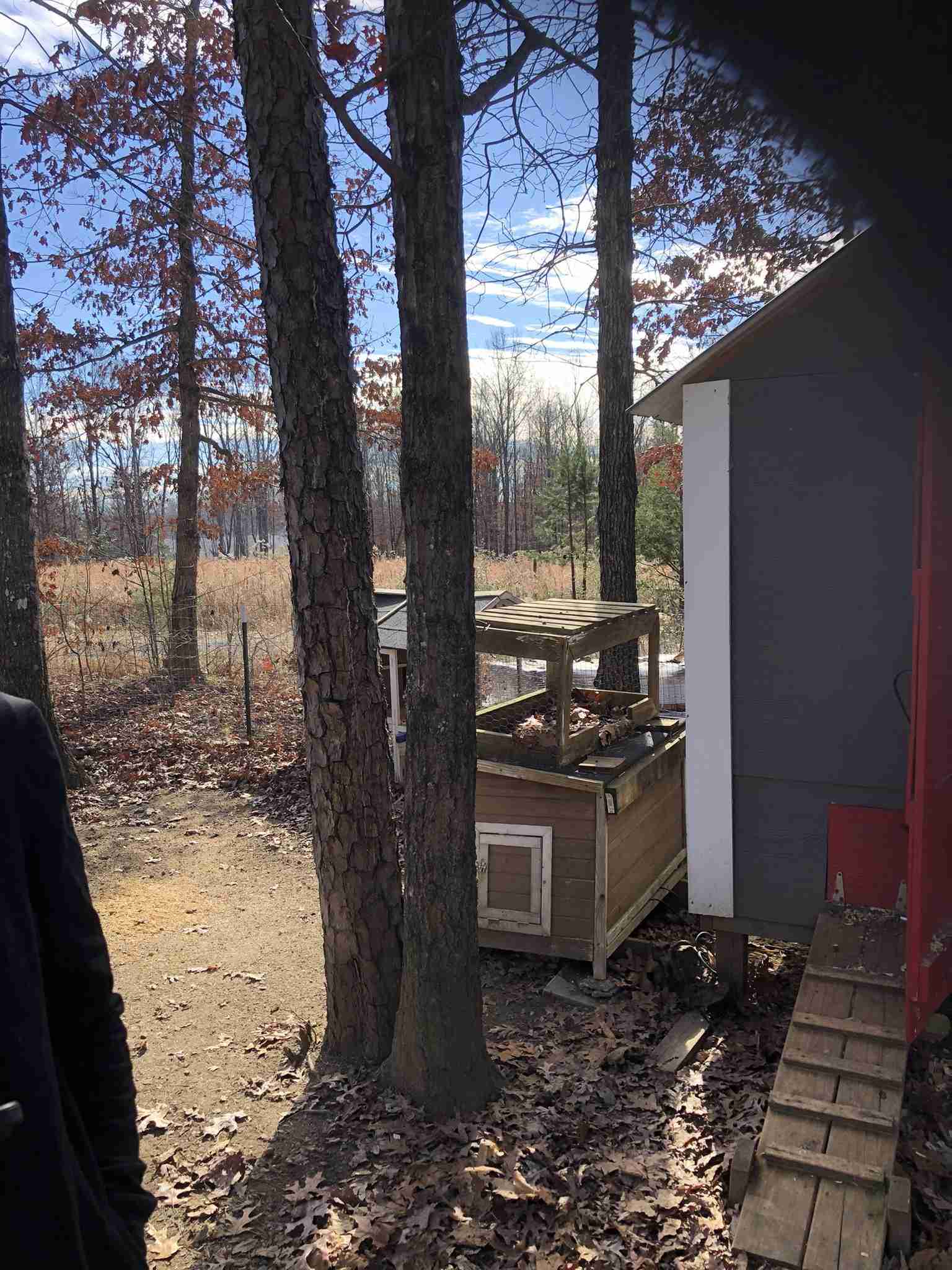 What Is Jaerhon Chicken? - BackyardChickenNews