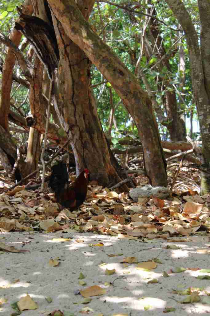 How Does Quail Bronchitis Impact Chickens? - BackyardChickenNews