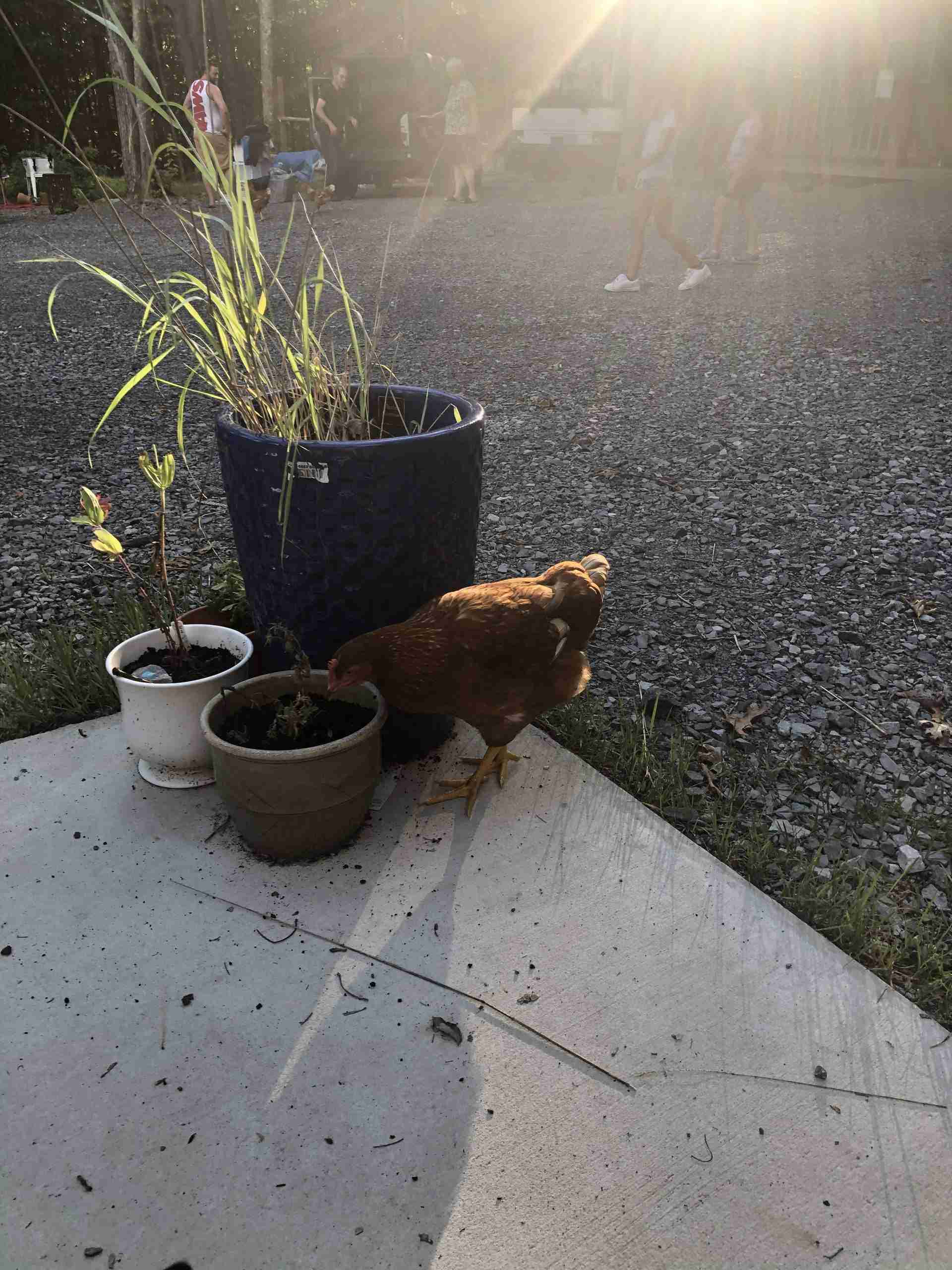 What Does the Tennessee Volunteer State Poultry Club Poultry Show Offer ...