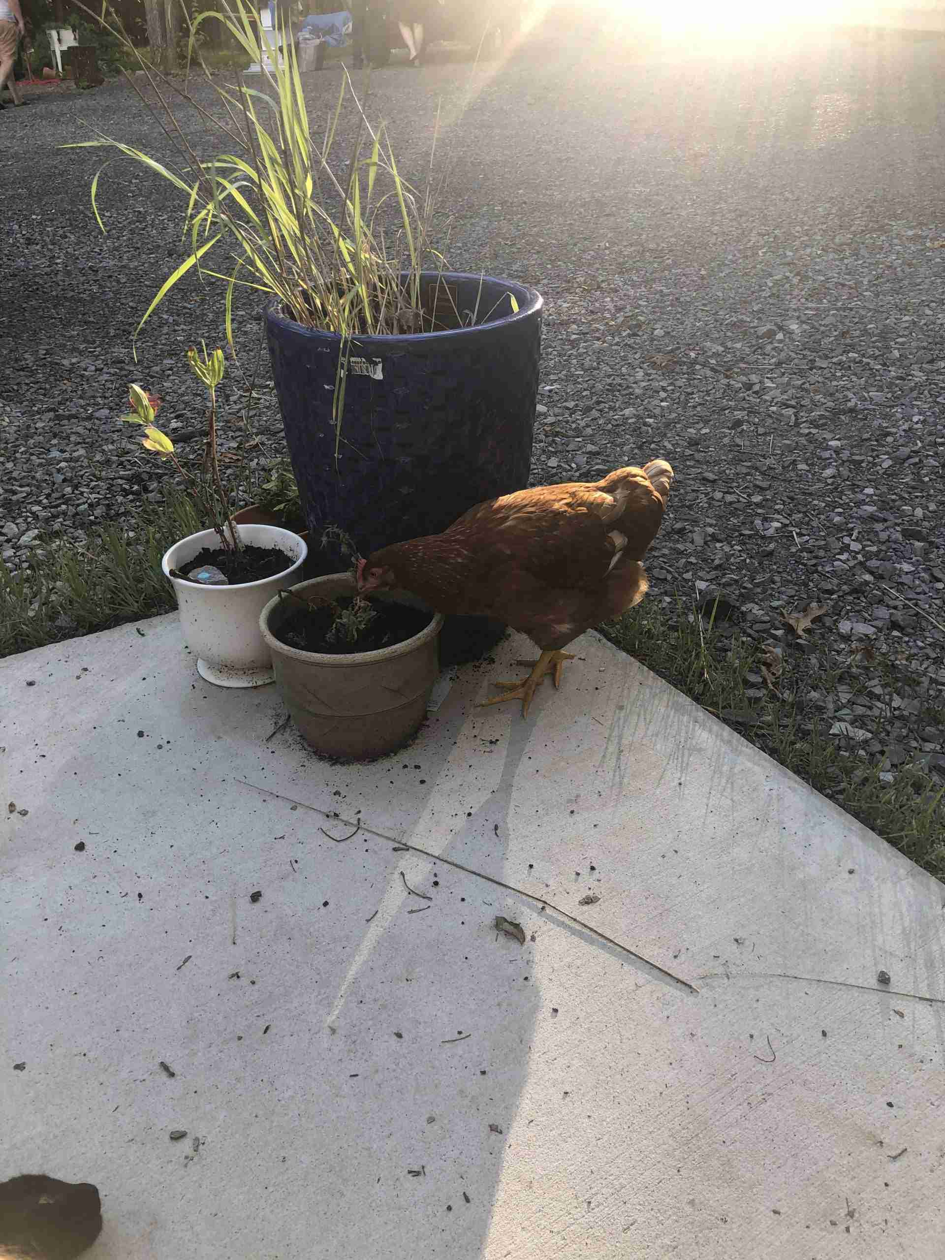 How to Plan Ahead for Your Chickens' Vacation? - BackyardChickenNews