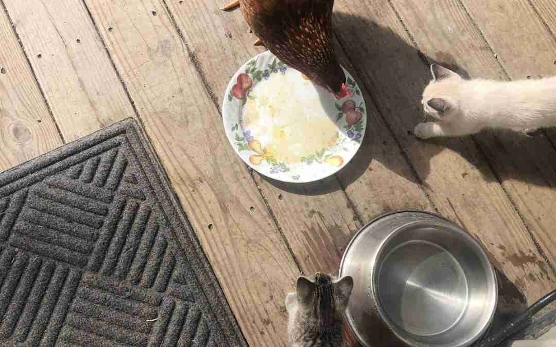 Can Keeping Chickens Save You Money? - BackyardChickenNews