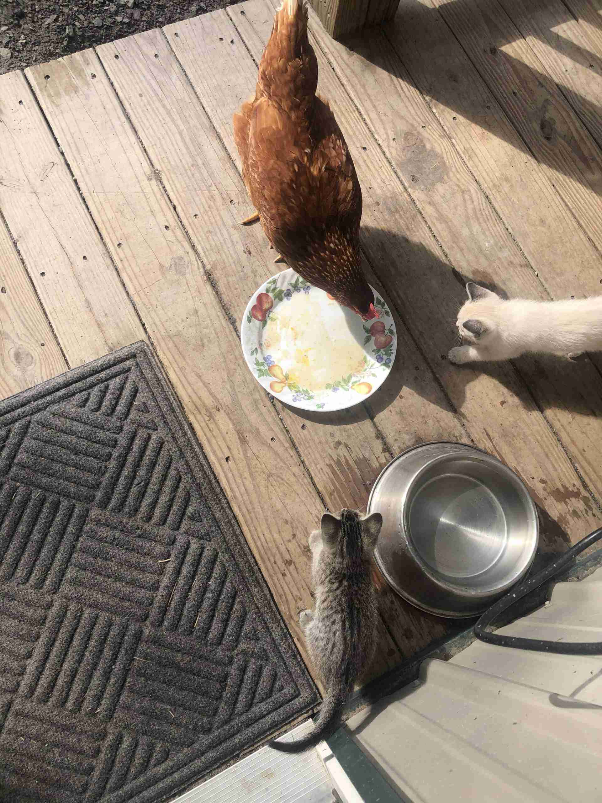 Discovering the Secrets Of the Jacksonville Area Pigeon Club All-Breed ...