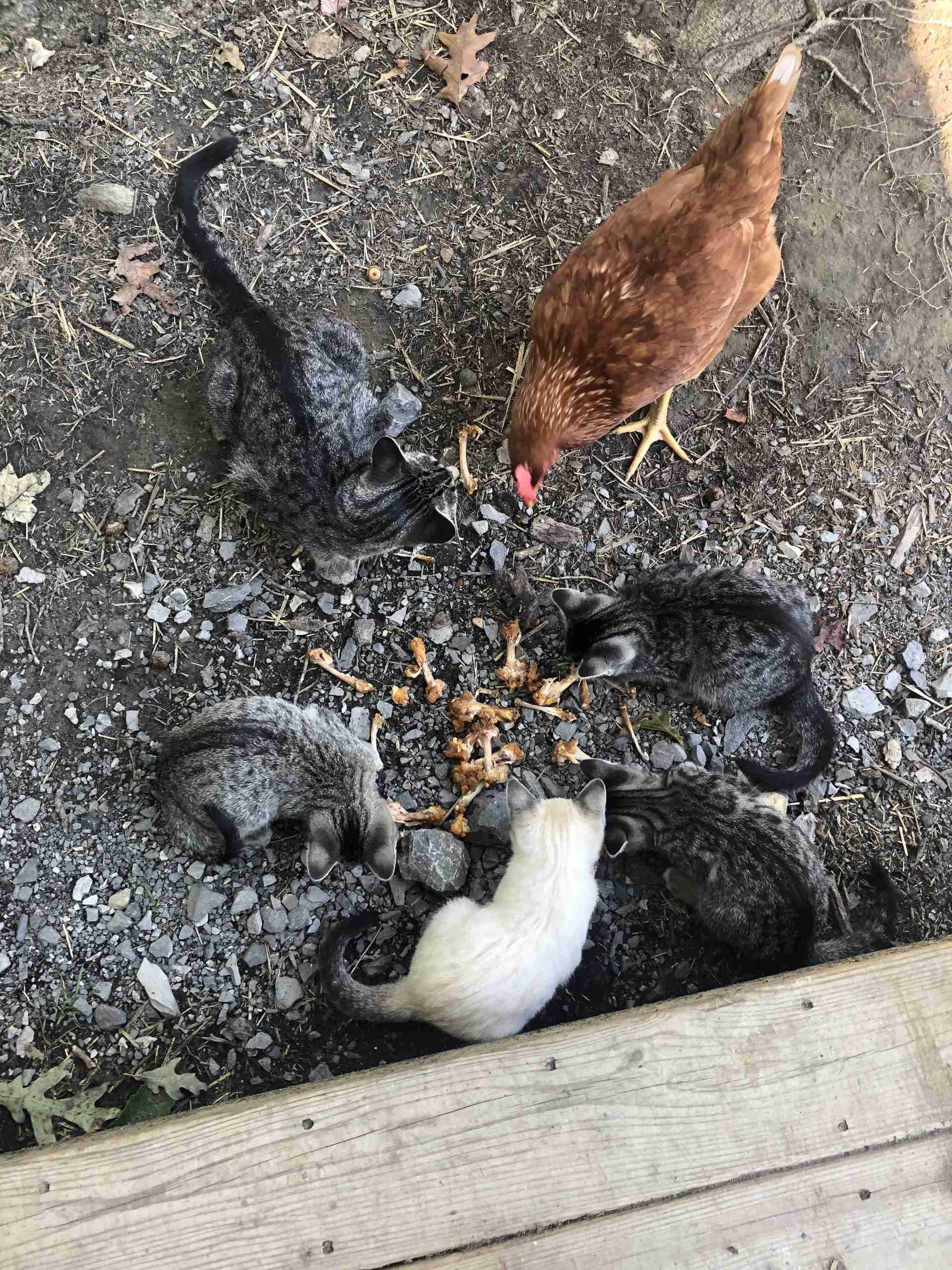 Which Is Better? Raising Chickens Or Turkeys? - BackyardChickenNews