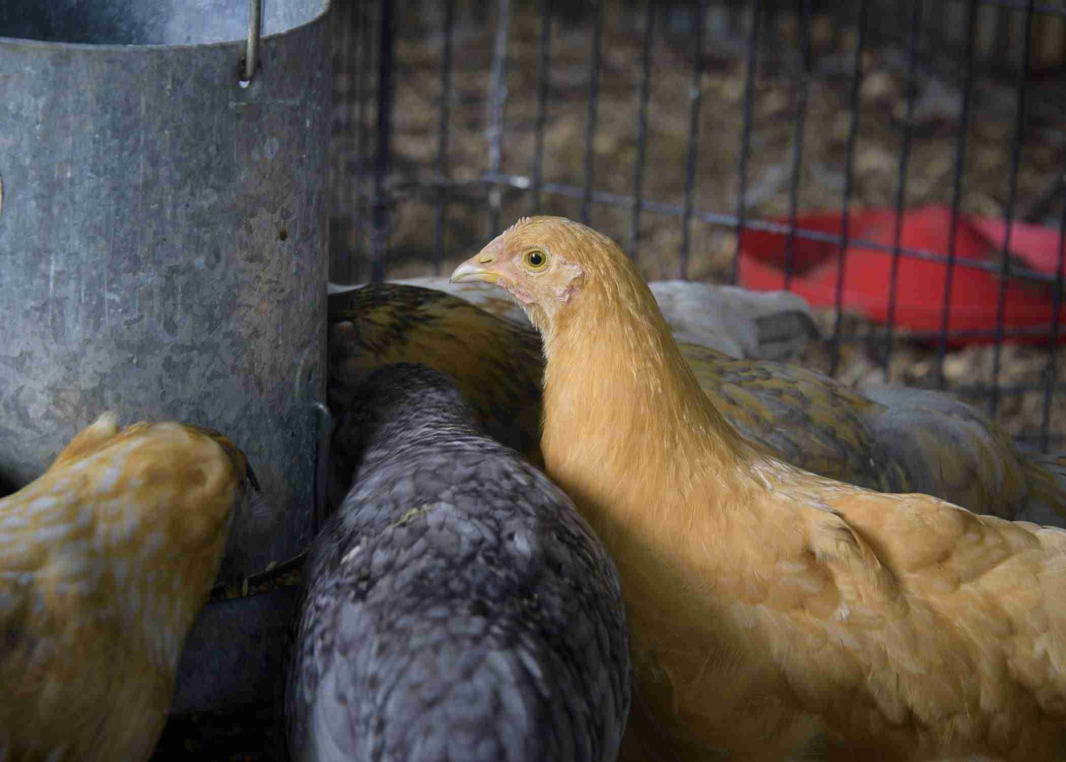 Do Backyard Chickens Really Smell Backyardchickennews
