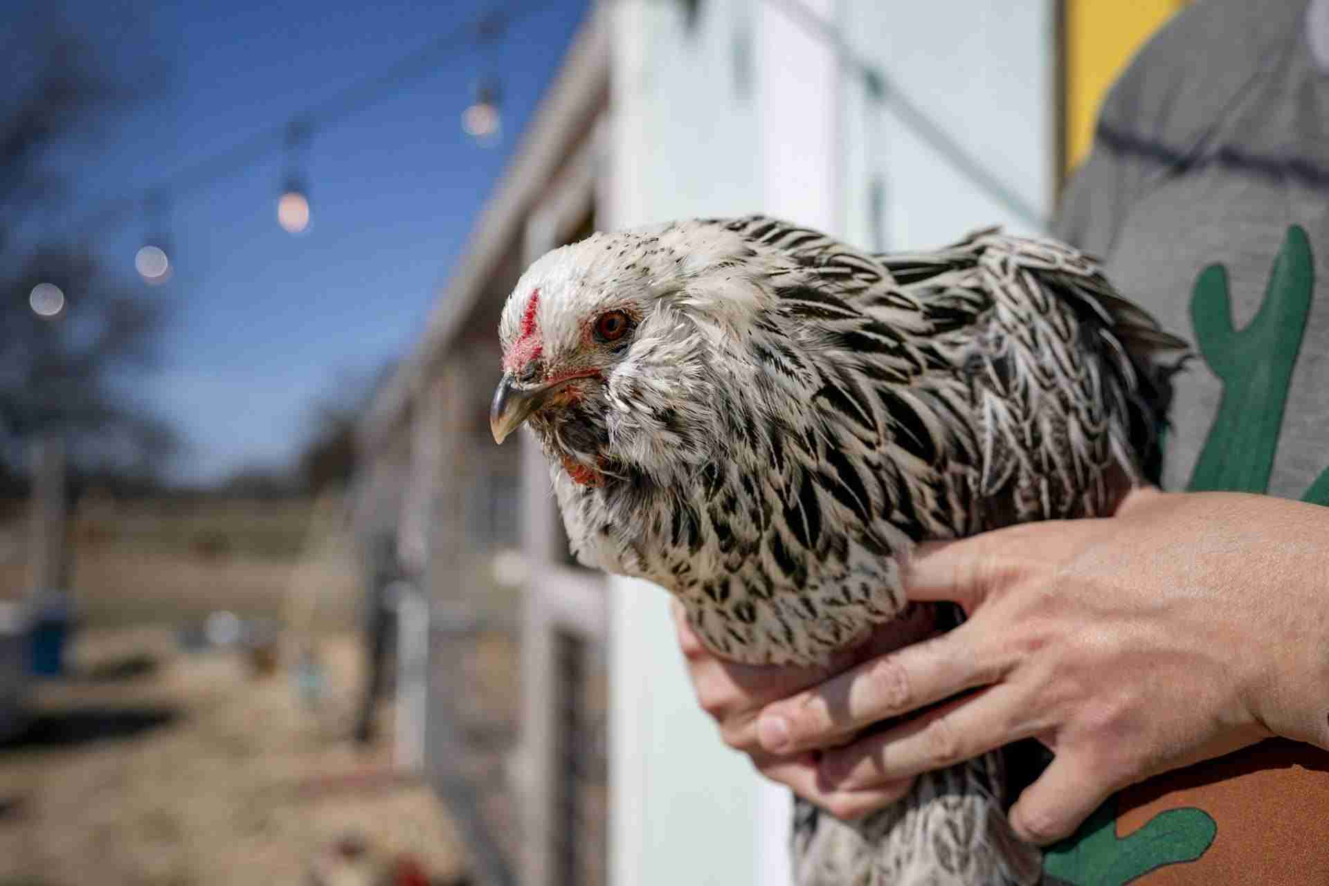 What Are the Effects Of Gapeworms on Chickens? - BackyardChickenNews