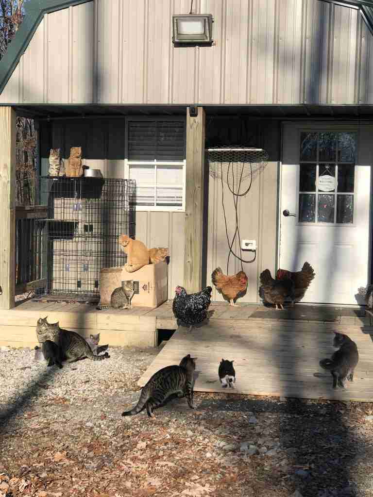 How to Introduce Backyard Chickens to Cats? - BackyardChickenNews