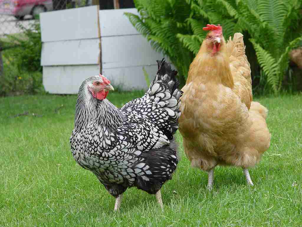 Will Chickens Ruin Your Yard? - BackyardChickenNews
