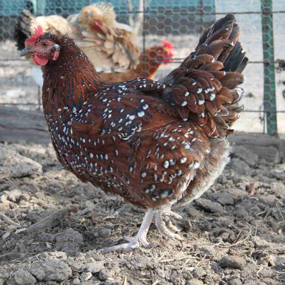 Are You Ready for the Exciting Michigan Poultry Show? - BackyardChickenNews