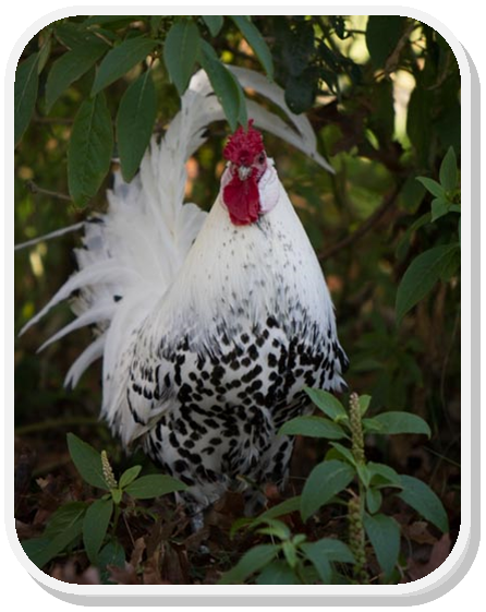 Is Minorca a Breed Of Chicken? - BackyardChickenNews