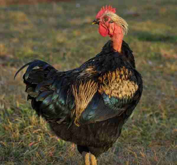 Why Keep Backyard Chickens? - BackyardChickenNews