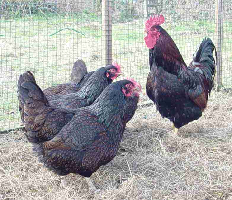 Which Is Better - Backyard Chickens Or Ducks? - BackyardChickenNews