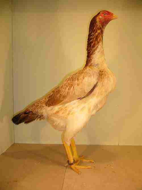 Is Basque a Breed Of Chicken? - BackyardChickenNews