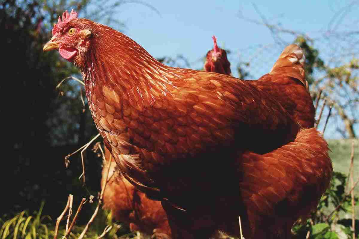 Is Red Ranger a Breed Of Chicken? - BackyardChickenNews