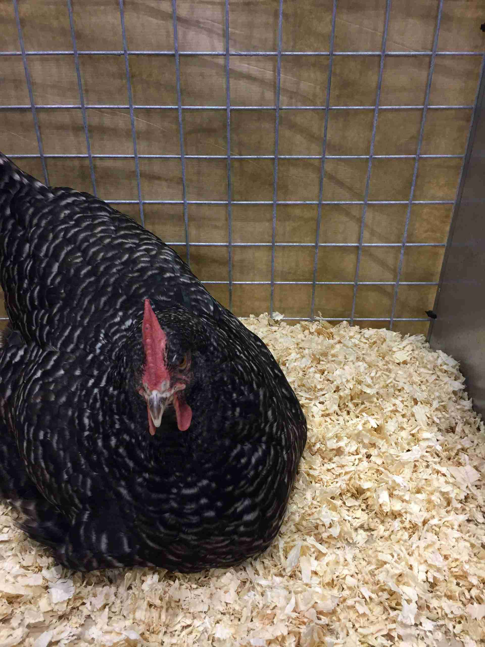 Are You Ready for Alabama's Serama Summer Showdown? - BackyardChickenNews