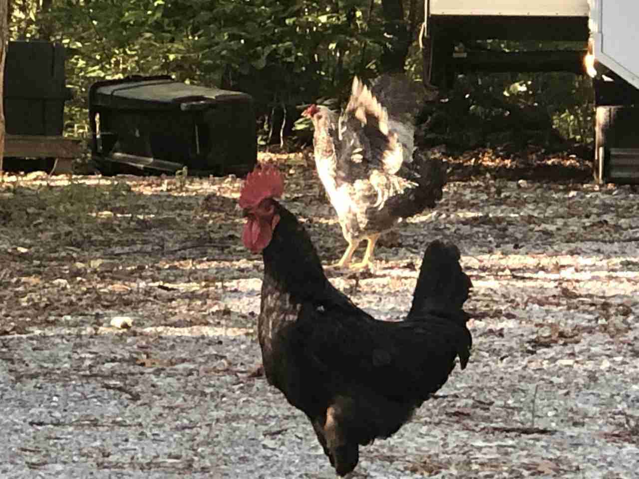 How to Prevent Backyard Chickens From Ruining Wet Concrete Floors ...