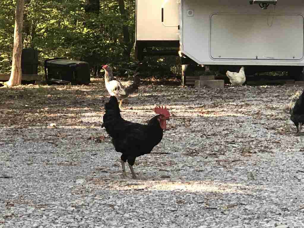 Is Java a Breed Of Chicken? - BackyardChickenNews