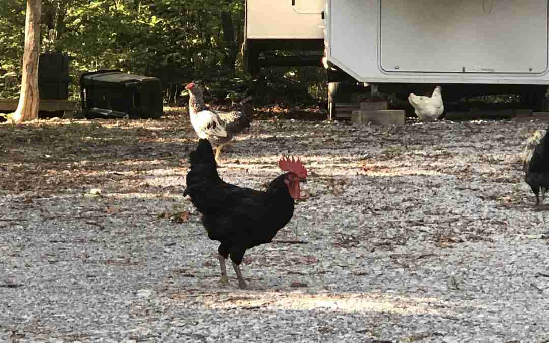 Is Java a Breed Of Chicken? - BackyardChickenNews