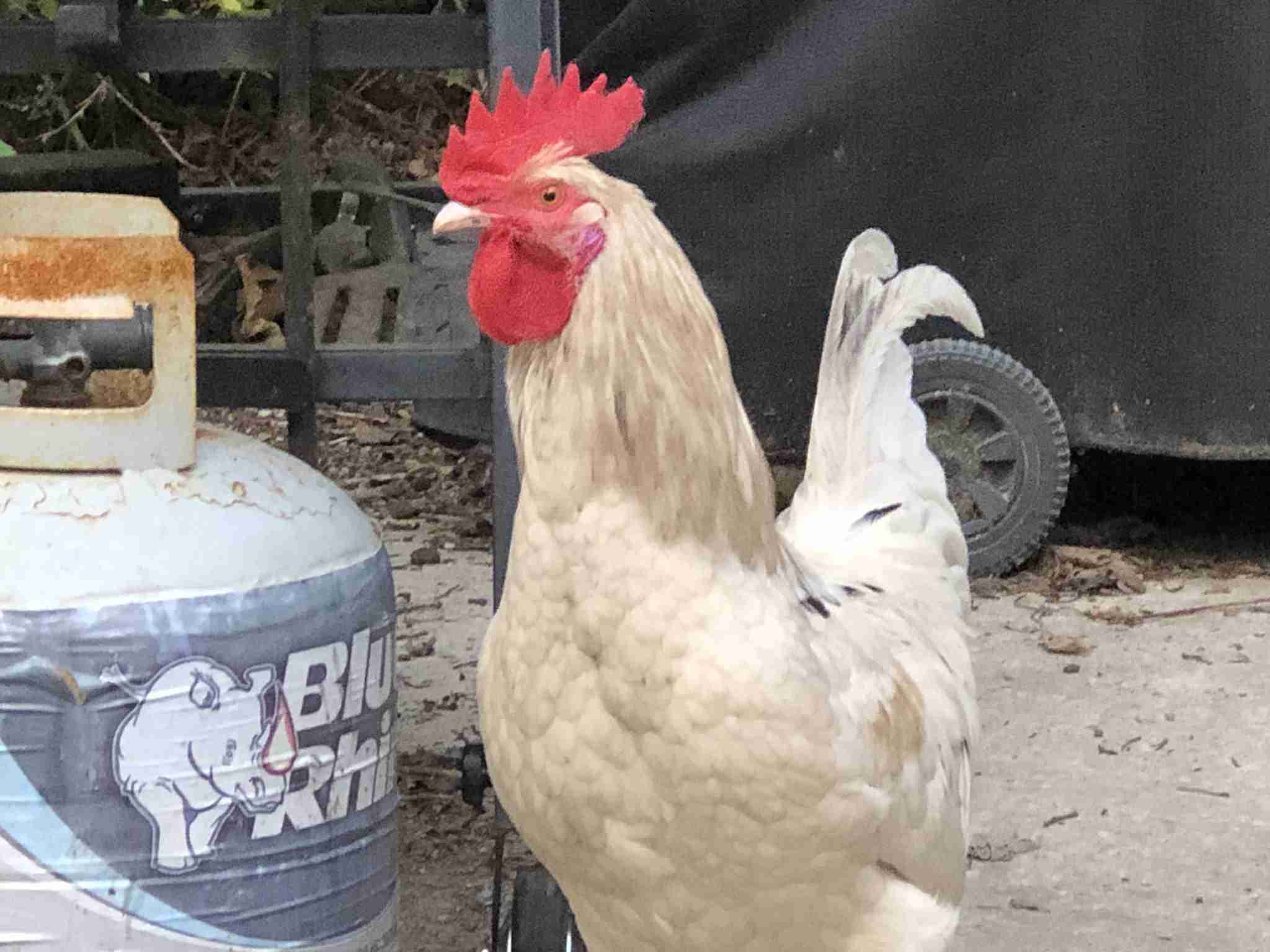 How to Raise Healthy Backyard Chickens? - BackyardChickenNews