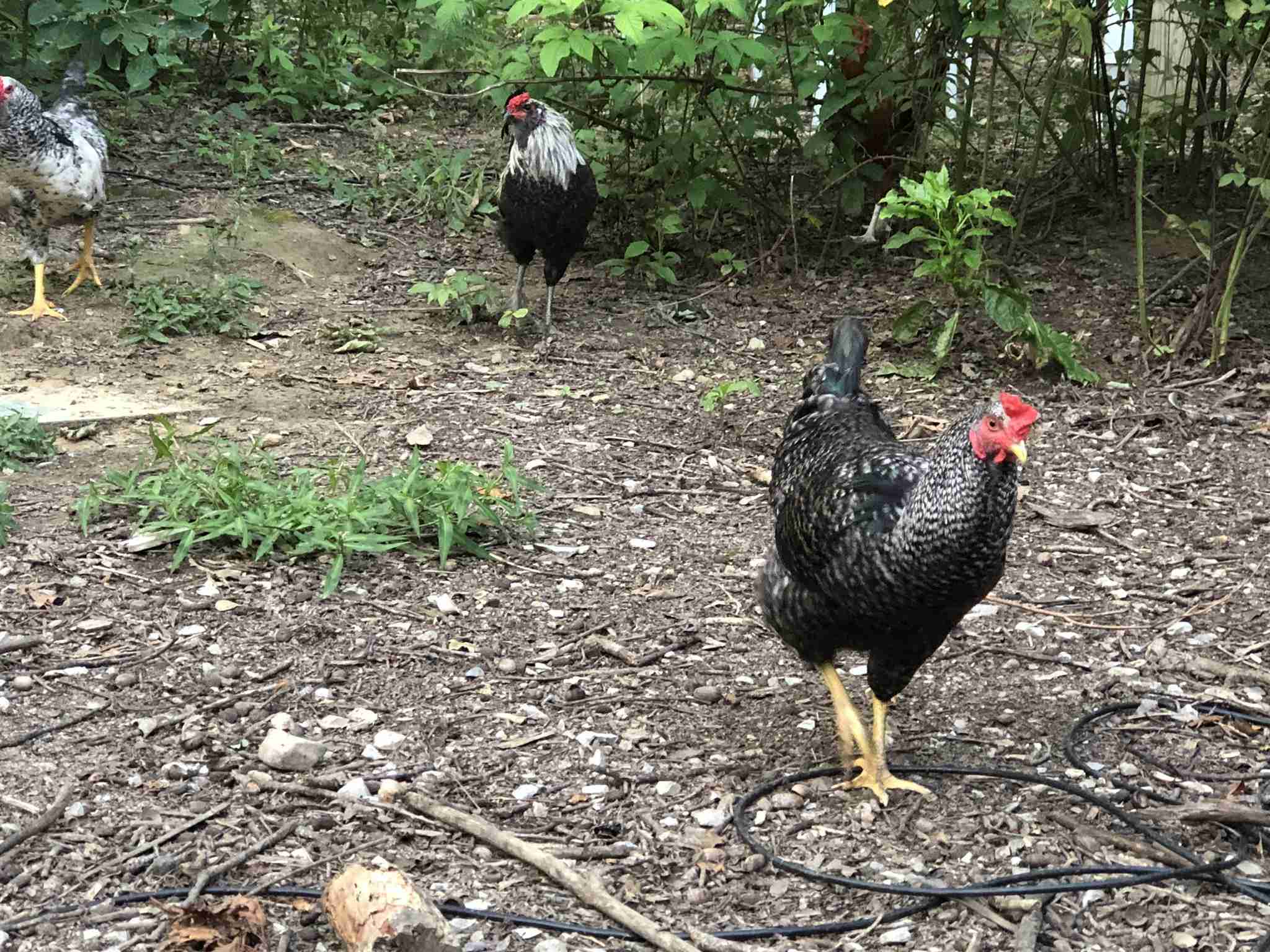 Discover the Magic Of the Florida Sunshine Classic Poultry Show ...