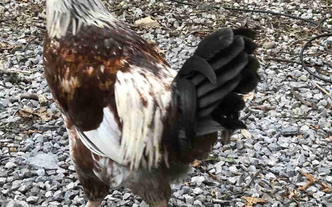 How Does Raising Chickens Compare to Raising Ducks? - BackyardChickenNews