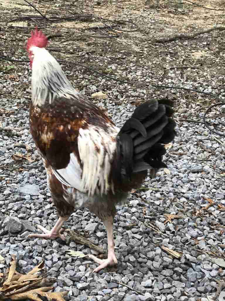 How Does Raising Chickens Compare to Raising Ducks? - BackyardChickenNews