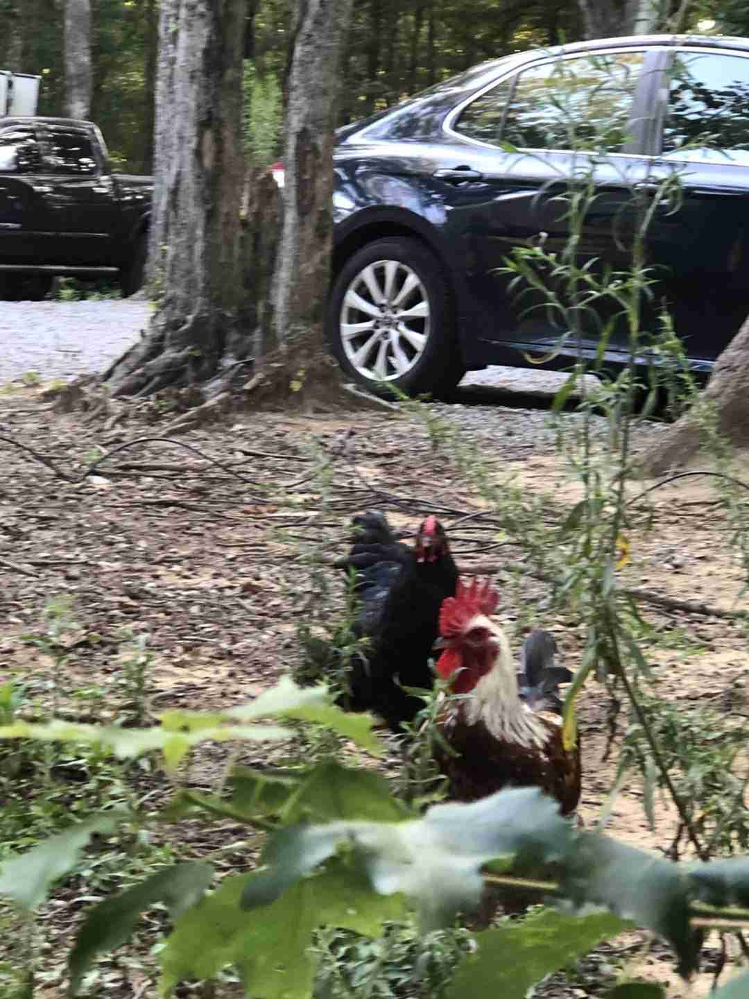 Can Backyard Chickens and Dogs Be Friends? - BackyardChickenNews
