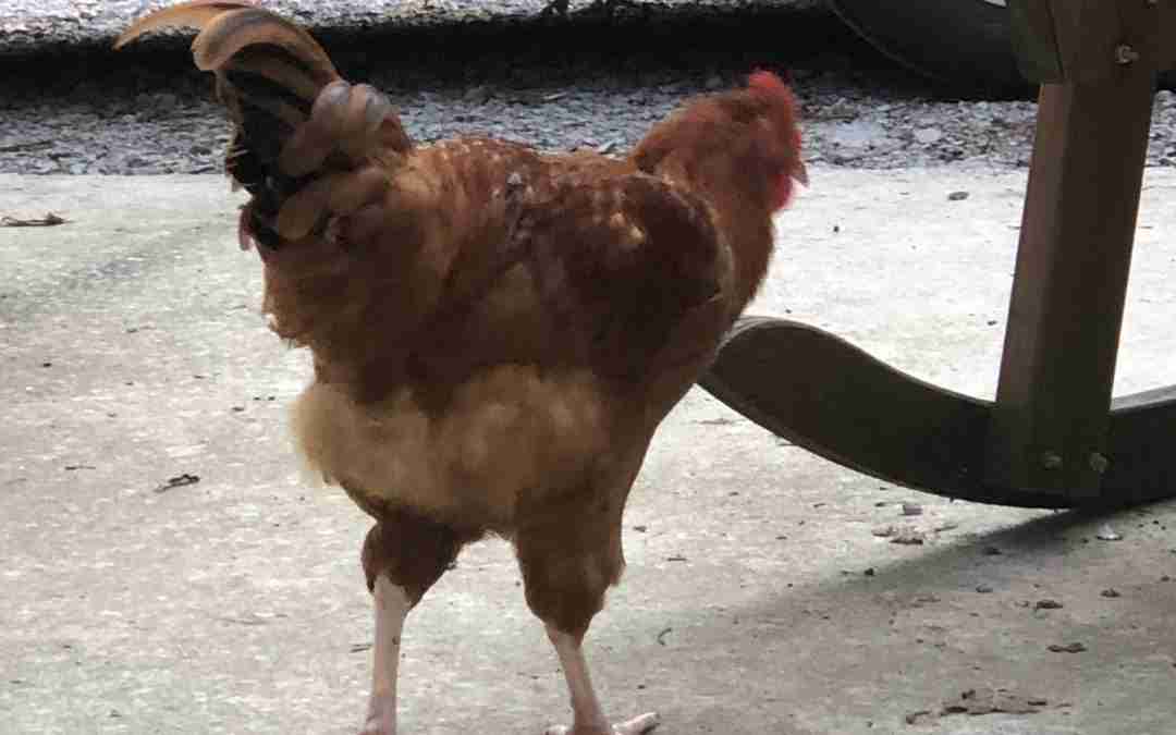 Can Alabama's Griffin Griffith Poultry Show Take the Win ...