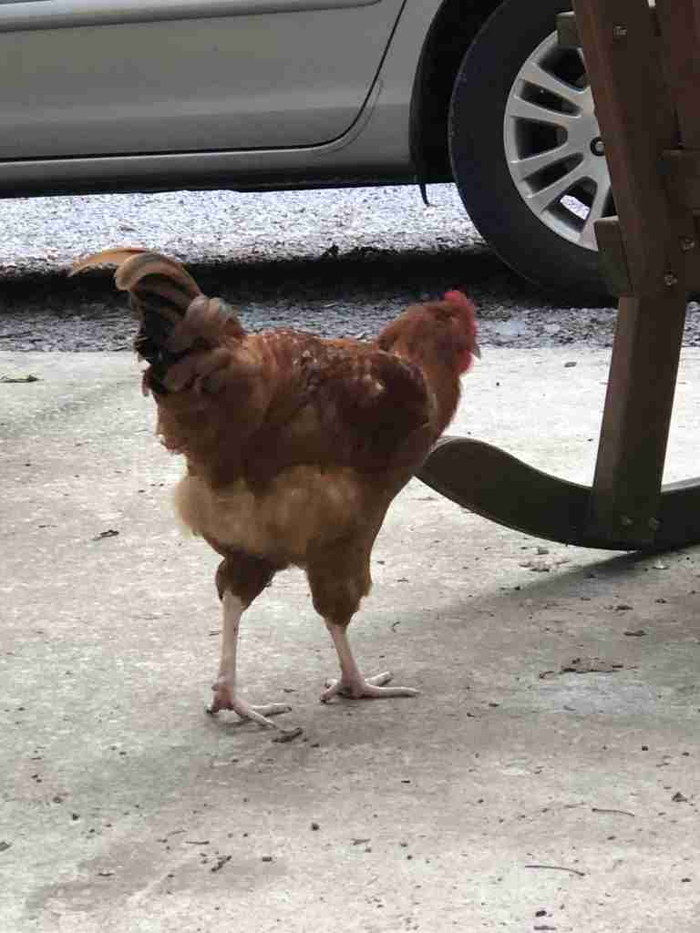 Can Alabama's Griffin Griffith Poultry Show Take the Win ...