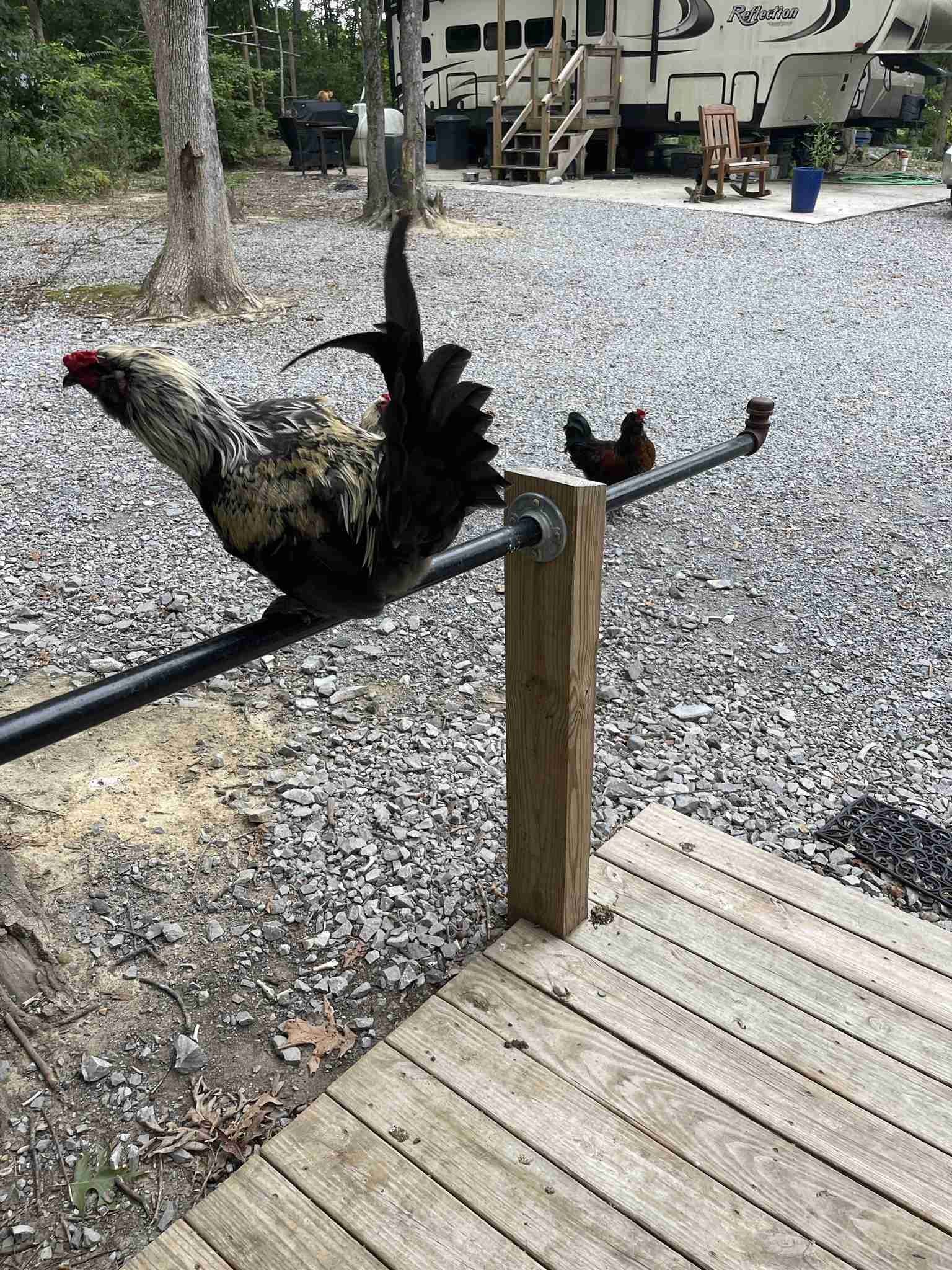 What Is an Altsteirer Chicken? - BackyardChickenNews