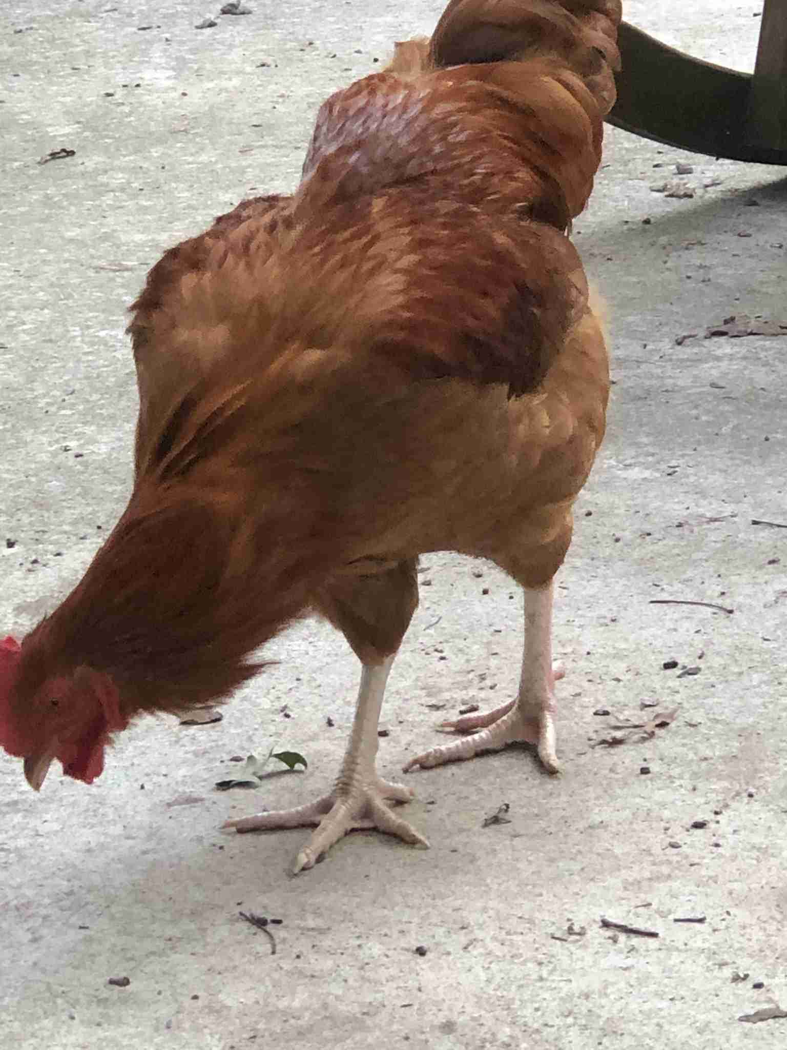 How Can Raising Chickens Help the Environment? - BackyardChickenNews