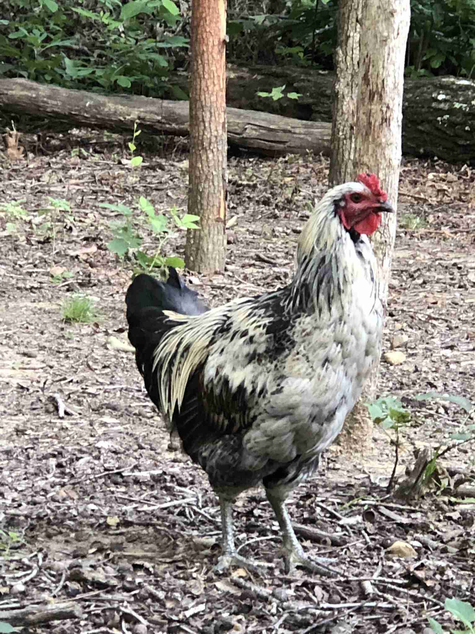 Is Keeping Backyard Chickens Safe? - BackyardChickenNews