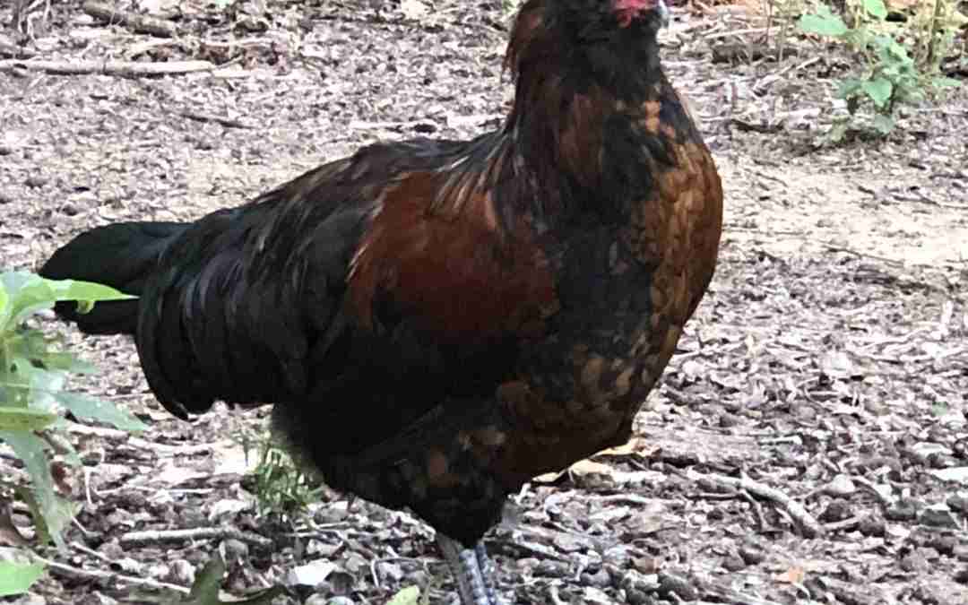 What Is The Illinois Central Illinois Poultry Club Spring Poultry Show ...