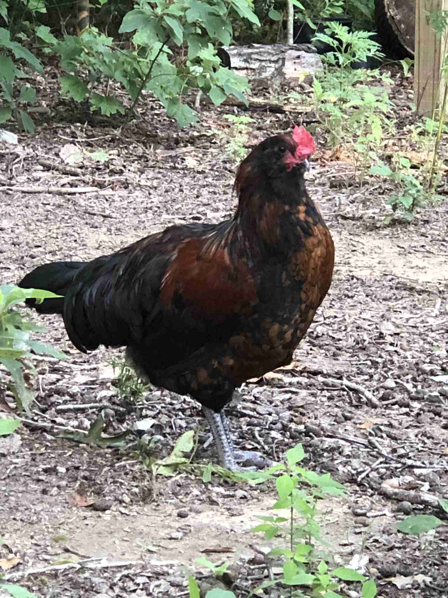 Can the Alabama Bantam Club Young Bird Show Soar Above the Rest ...