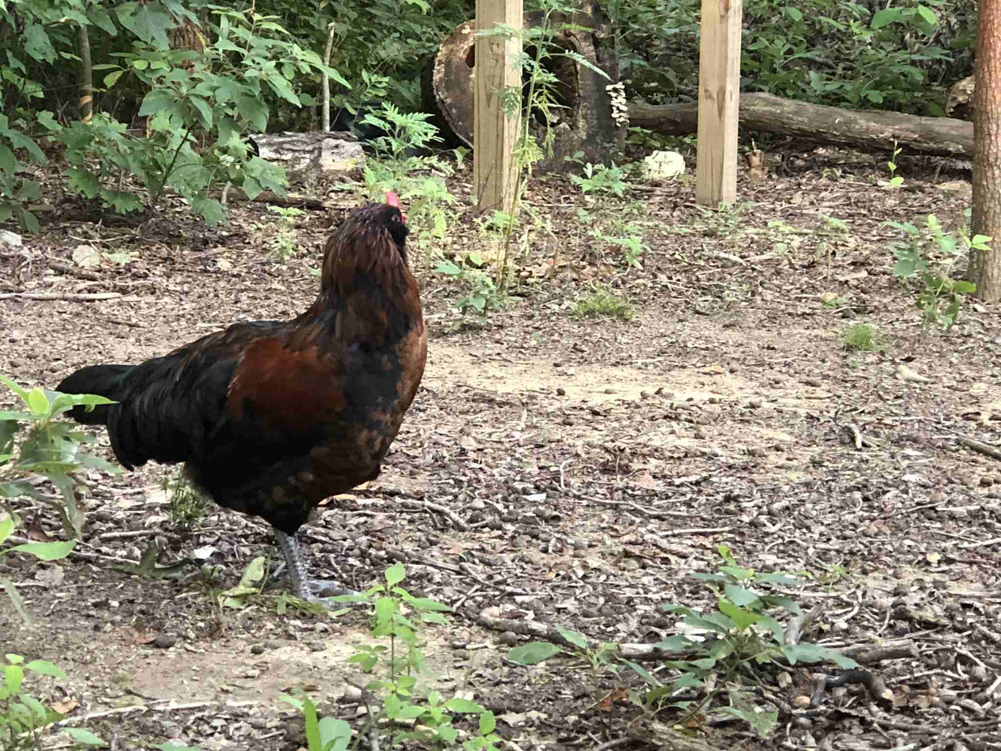 Can Ohio Poultry Breeders Take Home the Prize? - BackyardChickenNews