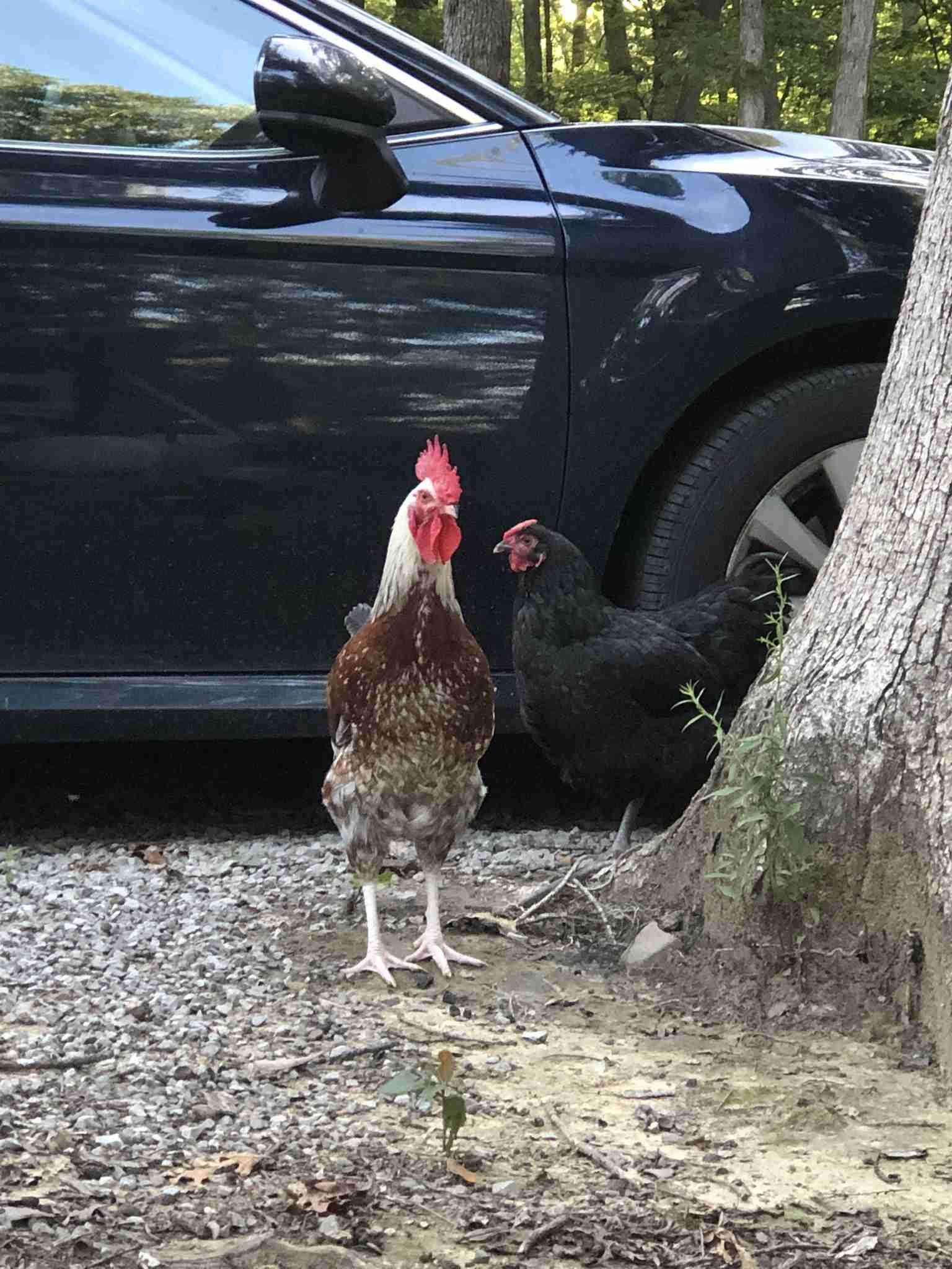 What Are The Best Foods To Feed Your Backyard Chickens