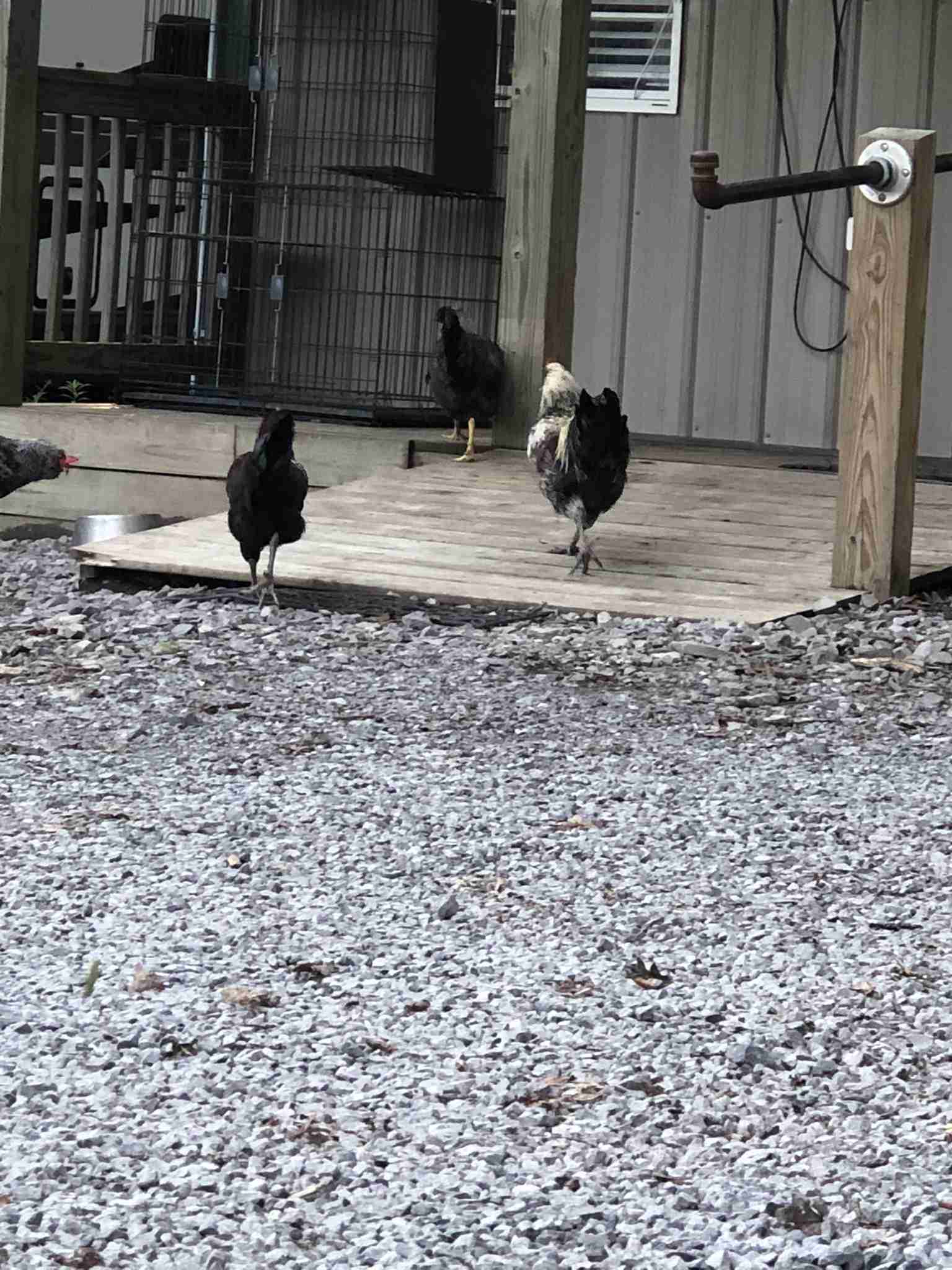 Do Backyard Chickens Make Good Pets? - BackyardChickenNews