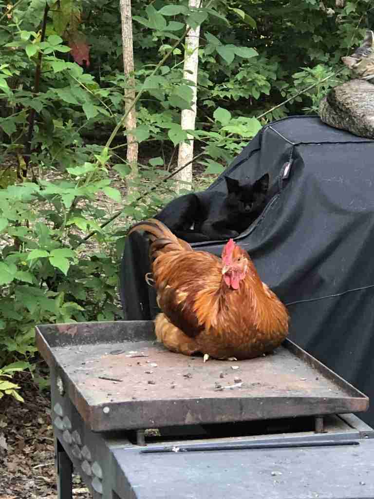 How Can You Raise Healthy Broiler Chickens? - BackyardChickenNews