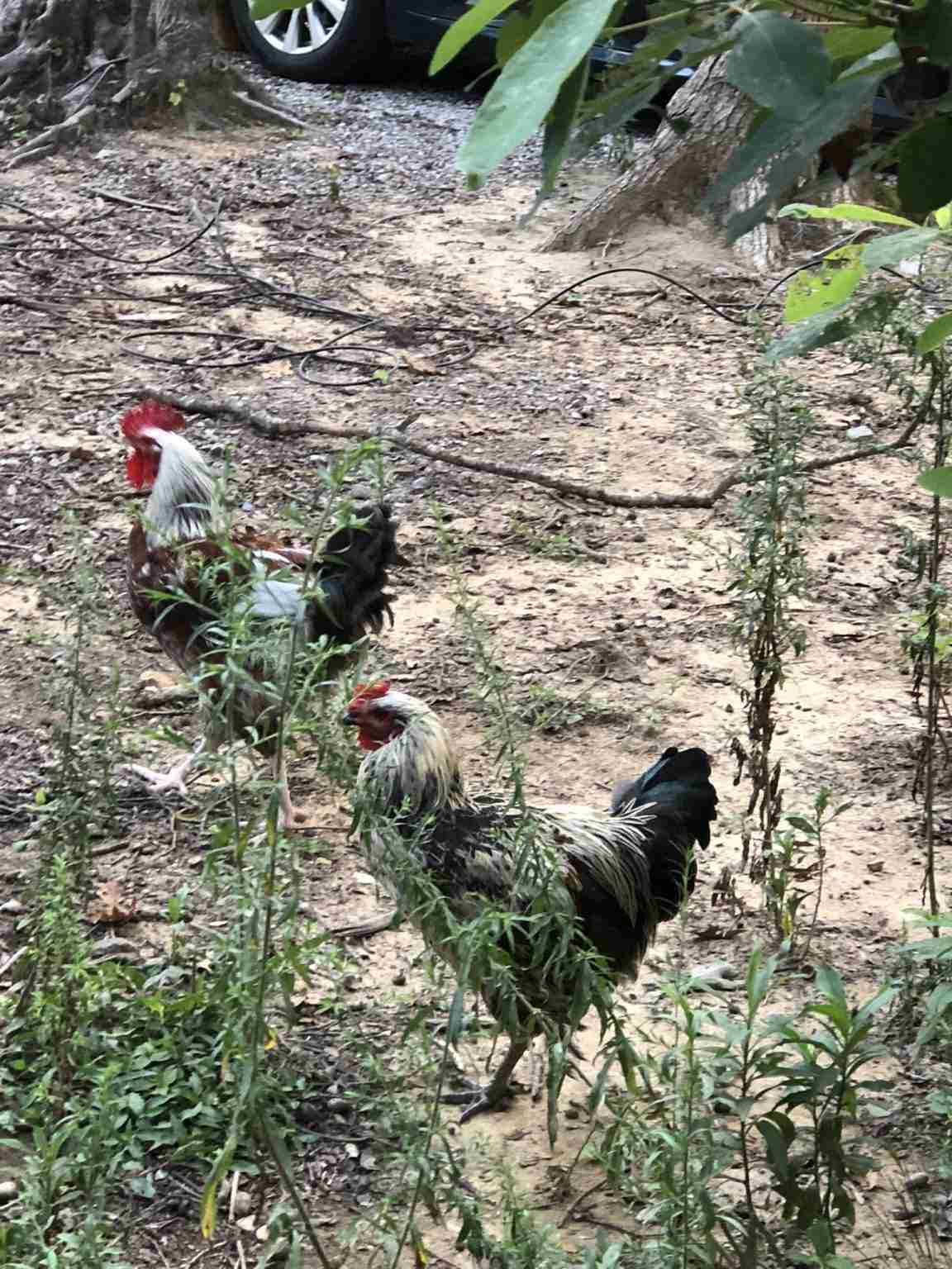 How to Protect Backyard Chickens From Predators? - BackyardChickenNews