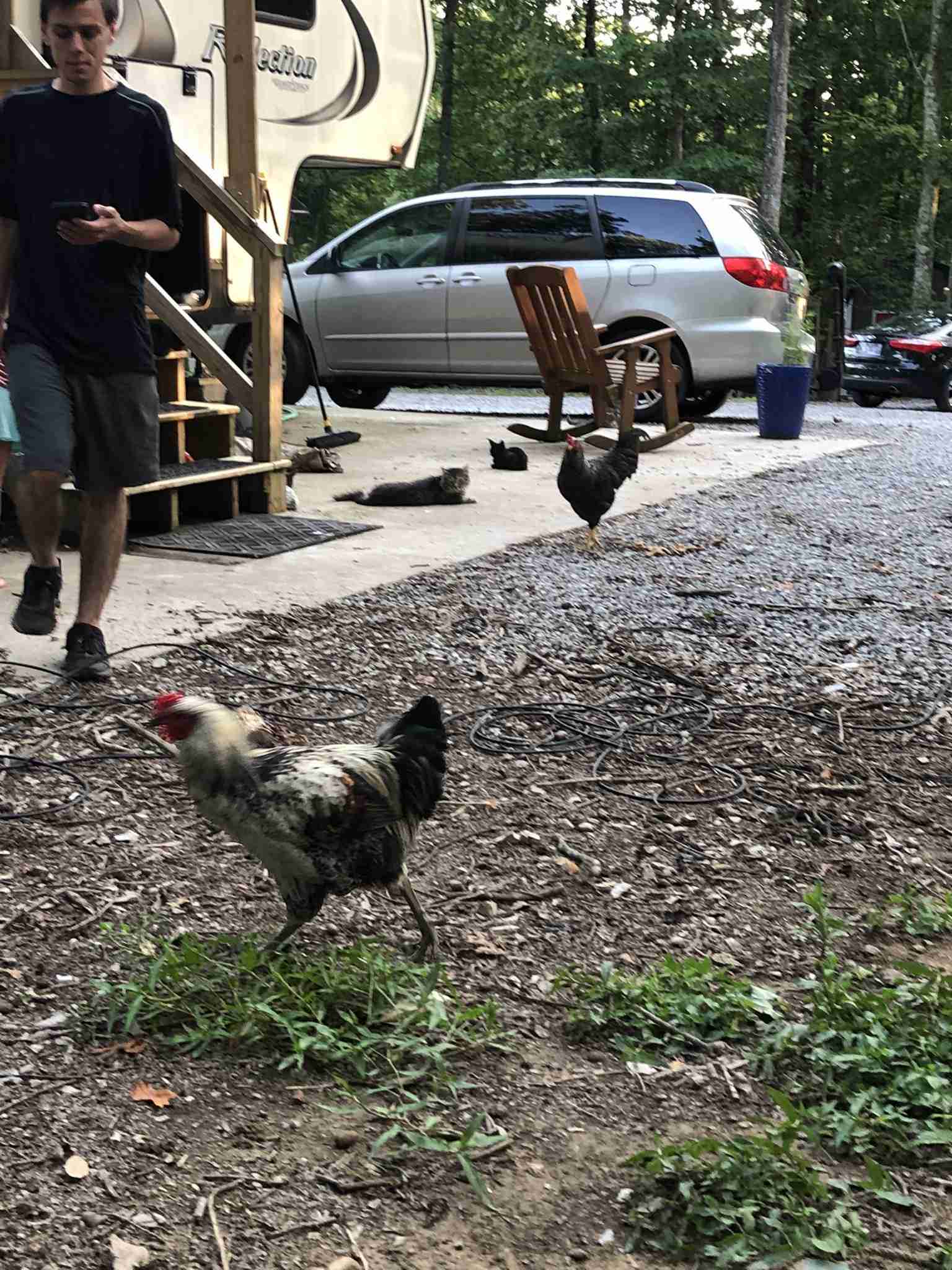What Is a Crested Cream Legbar Chicken? - BackyardChickenNews