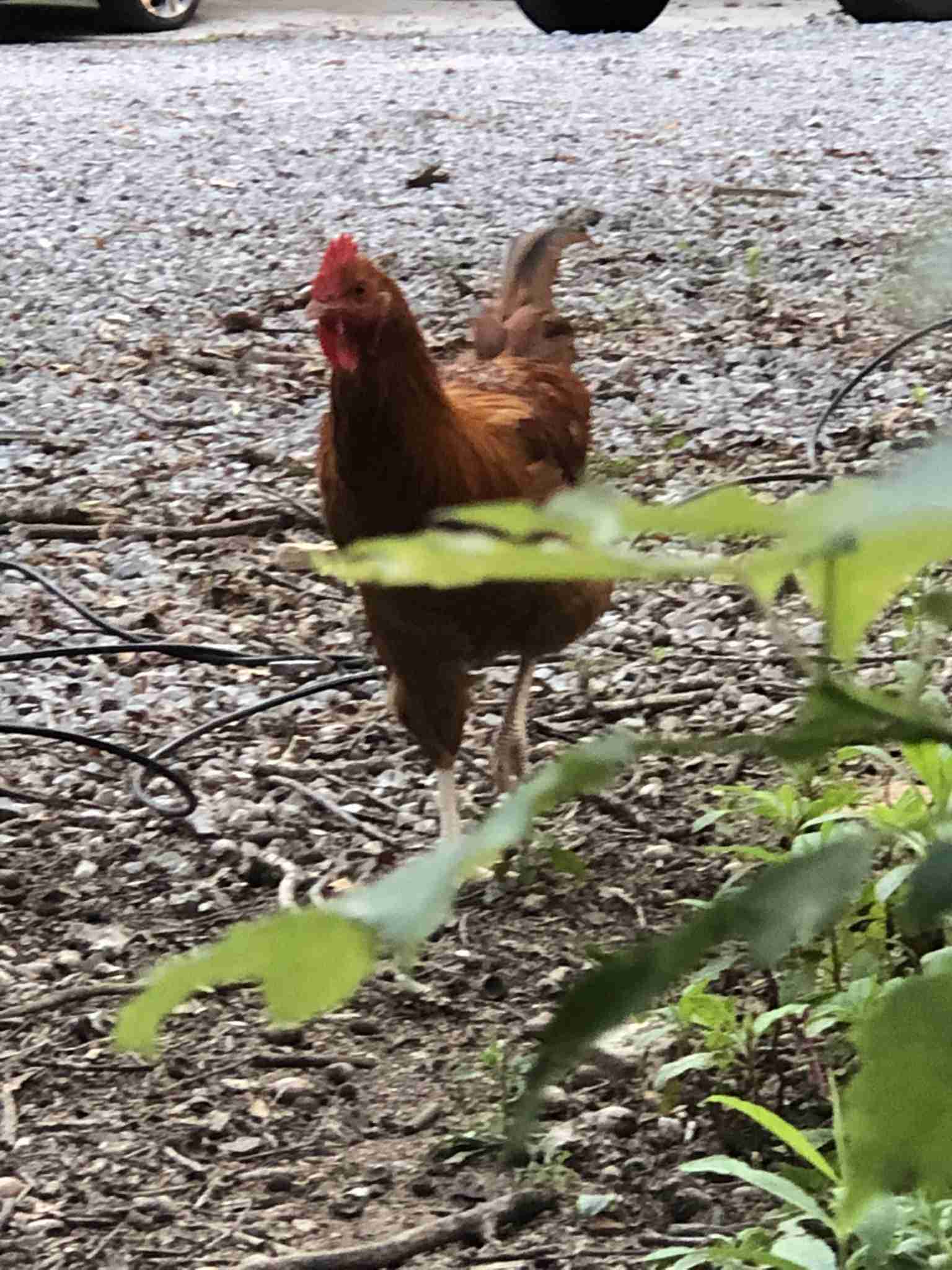 What Are the Benefits Of Heritage Poultry Breeds? - BackyardChickenNews