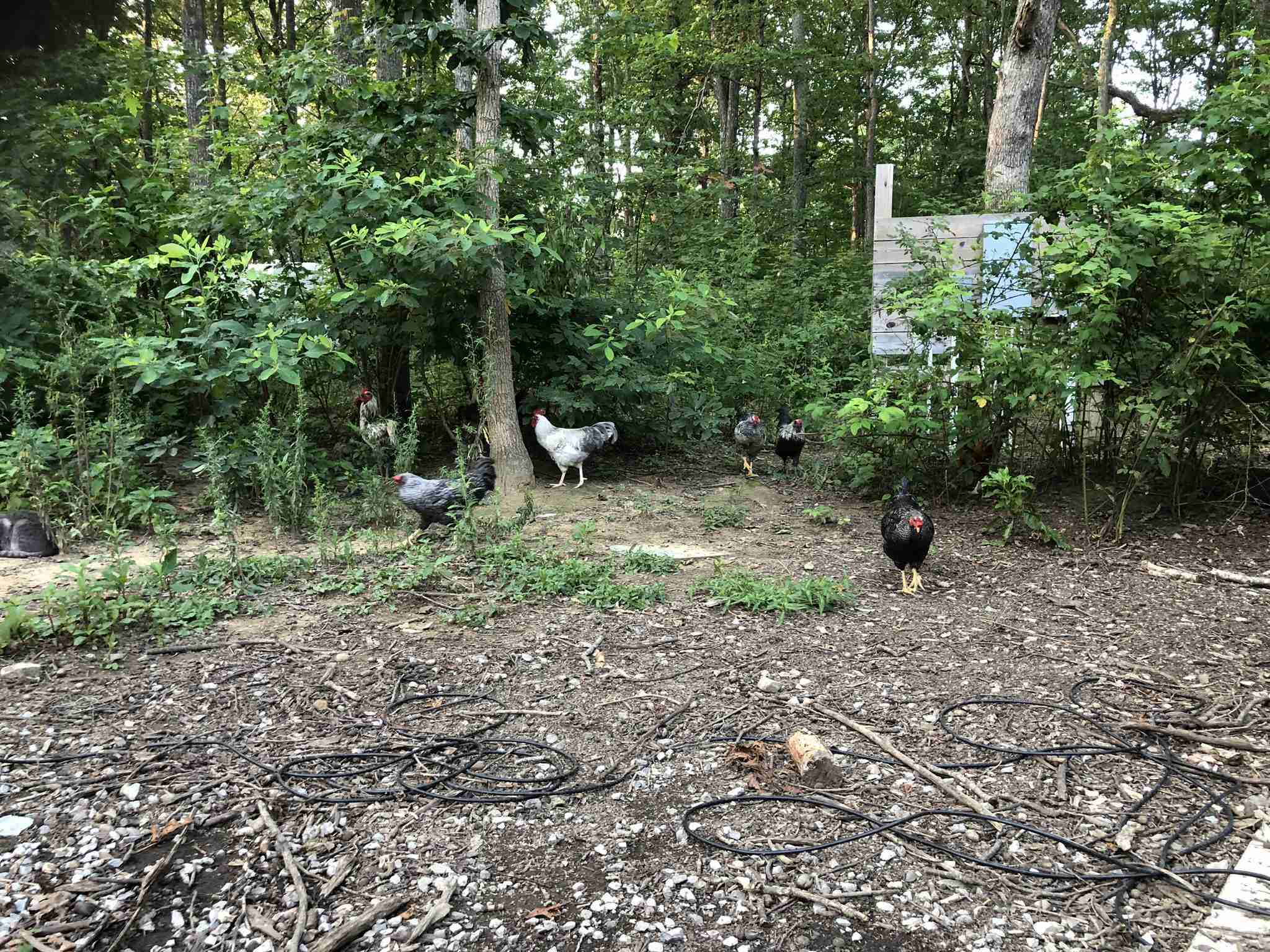 How Can You Keep Your Backyard Chickens Smelling Fresh ...