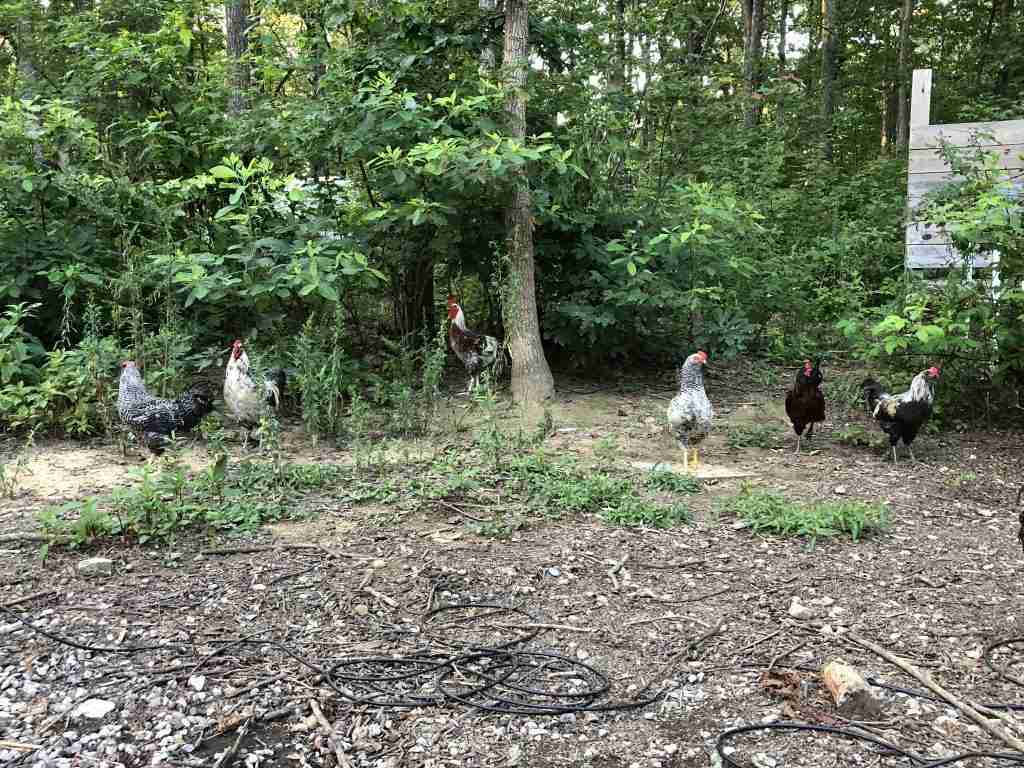 What Are the Best Tips for Raising Baby Chickens? - BackyardChickenNews